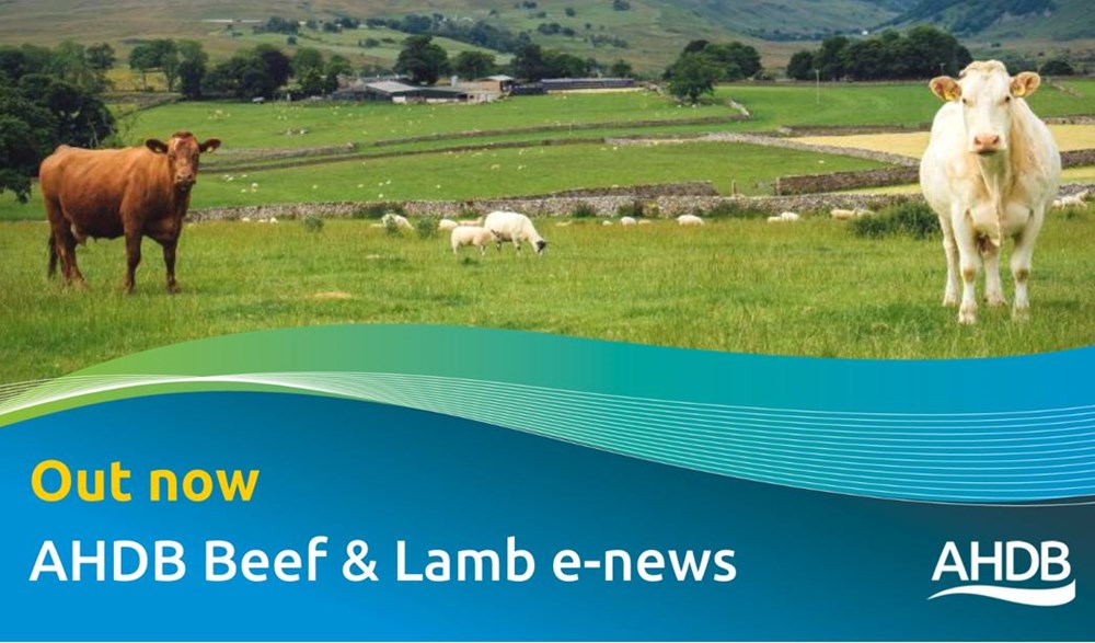 Beef & Lamb | AHDB